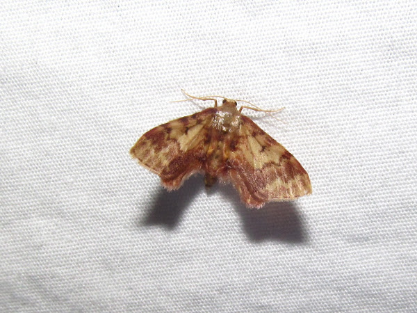 Notch-winged Wave | Project Noah