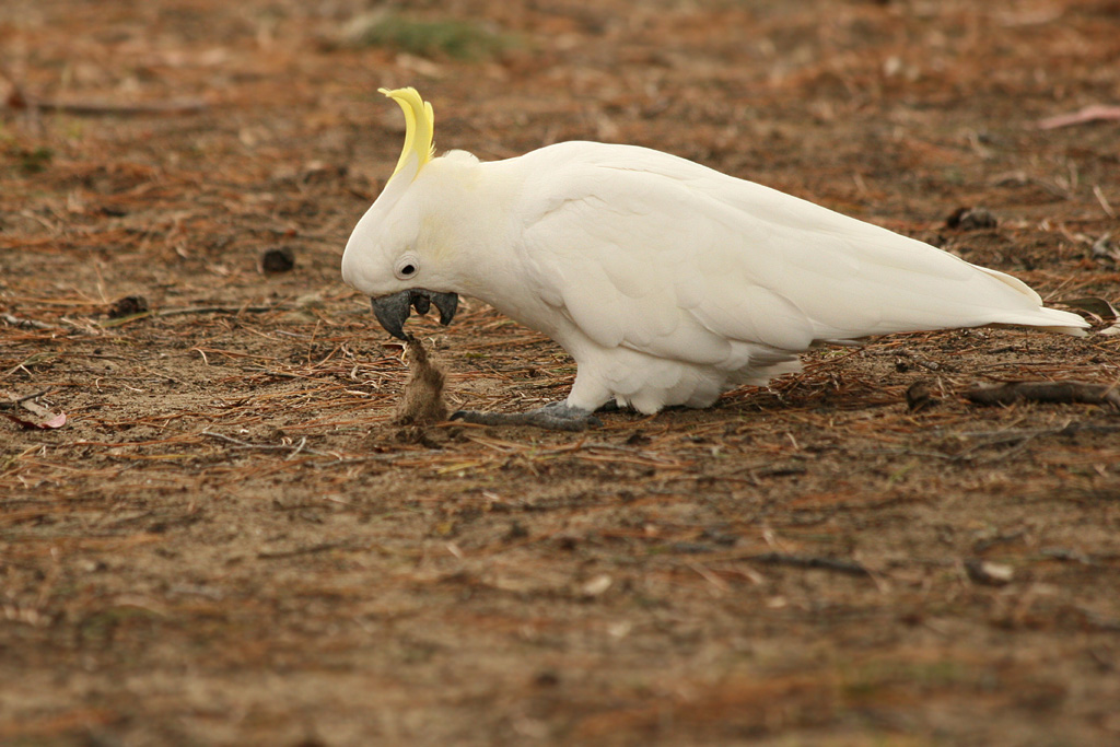 | Portraits of Australian Animals | Tilcheff | bloG |: Cockatoos
