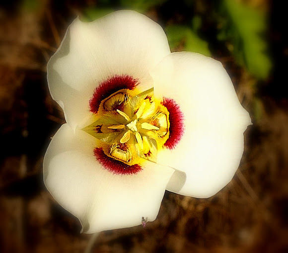 Sego Lilly | Project Noah