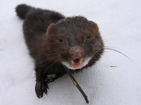 Lily: Kuollut minkki