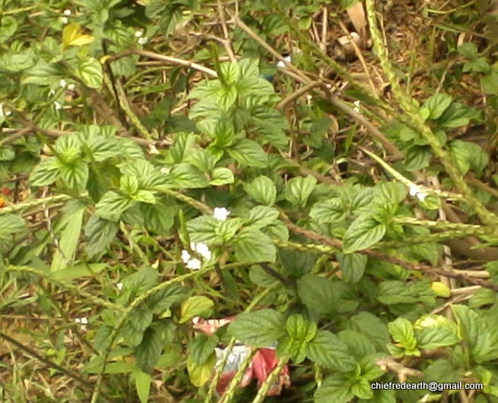 White Porterweed | Project Noah
