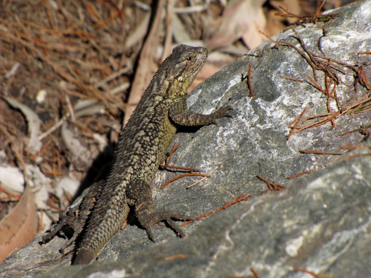 Desert Spiny Lizard (female) | Project Noah