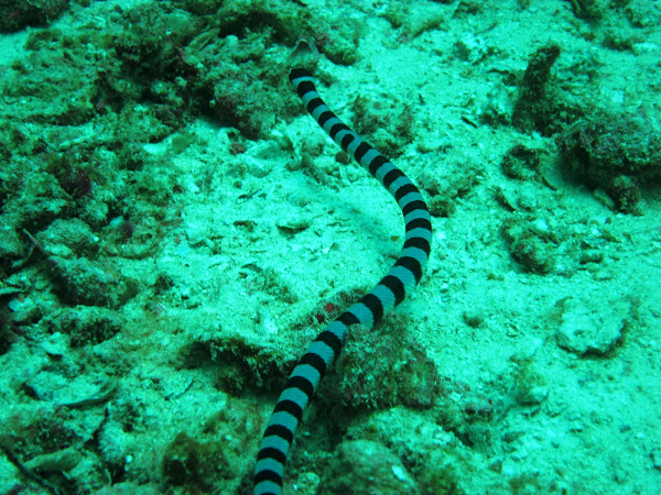 Colubrine Sea Krait,Yellow Lipped Sea Krait, Banded Sea Krait | Project ...