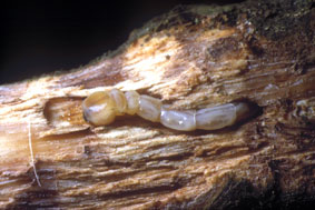 MEJOR SI ES CORCHO: Cerambyx Welensii y Coroebus Undatus. 2 problemas ...