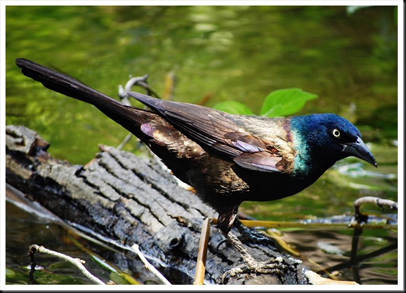 Birds by the River | thepaperbutterflydotnet