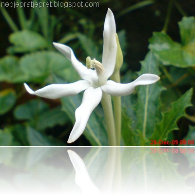 Bunga Korejat Berkelopak Bergelombang