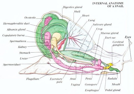 Inside of a snail... : r/pics