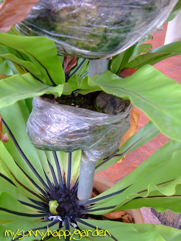 My Sunny Happy Garden: Creative Set-up with Bird's Nest Fern