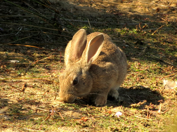 Rabbit/European Wild Rabbit | Project Noah