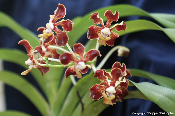 Vanda merrillii 'Peter' - Orchid Board - Most Complete Orchid Forum on ...