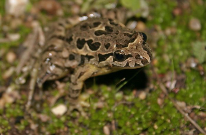Iberian Painted Frog ( Discoglossus galganoi )