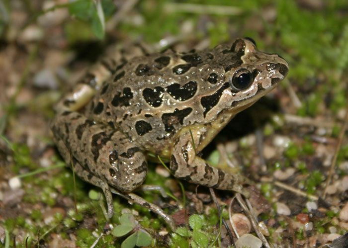 Iberian Painted Frog ( Discoglossus galganoi )