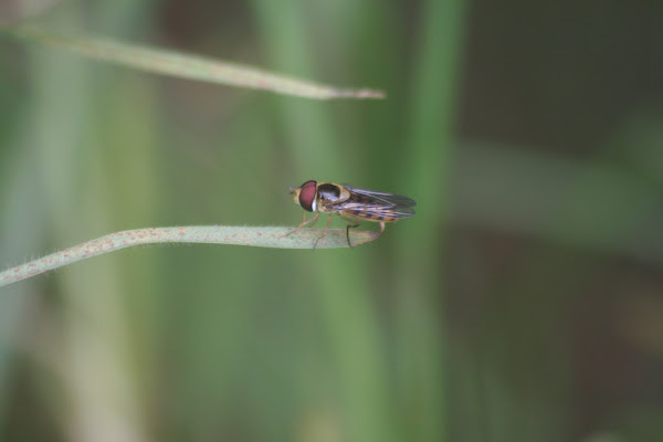 Hover fly | Project Noah