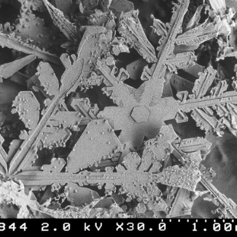 Snow under the electron microscope | Amusing Planet