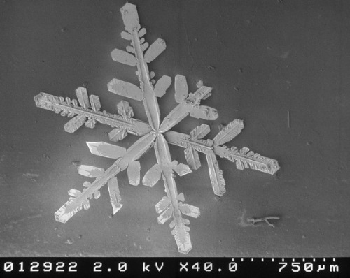 Snow under the electron microscope | Amusing Planet
