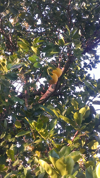 jabong tree | Project Noah
