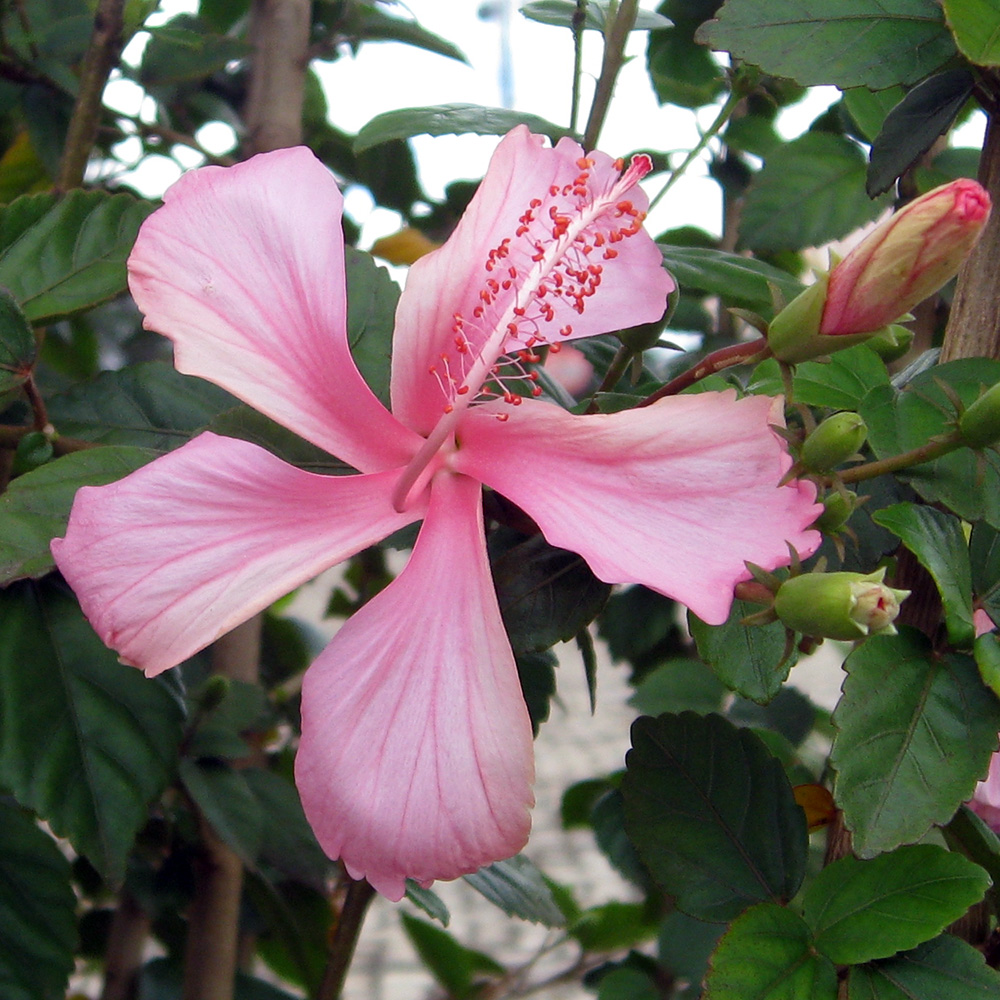 Flowers of Rwanda | en root rwanda