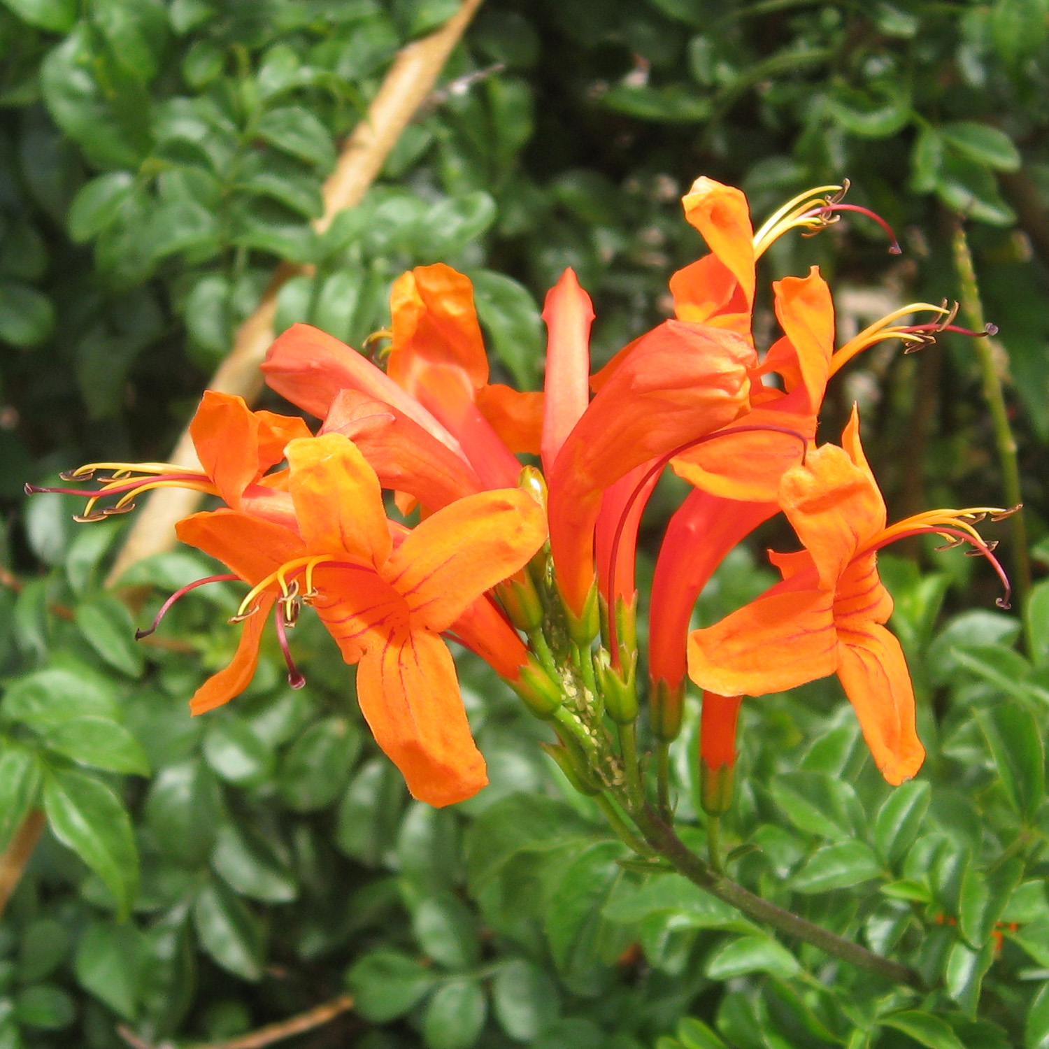 Flowers of Rwanda | en root rwanda