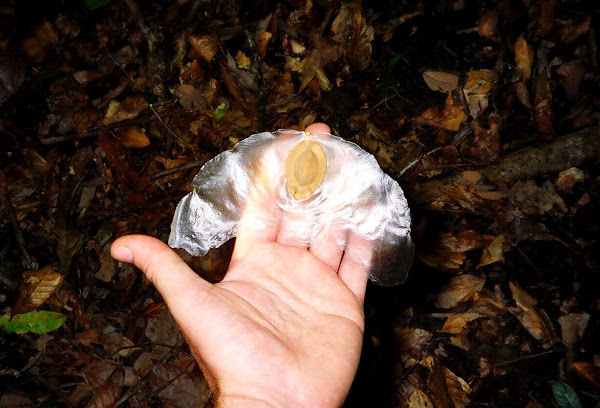 Javan cucumber | Project Noah