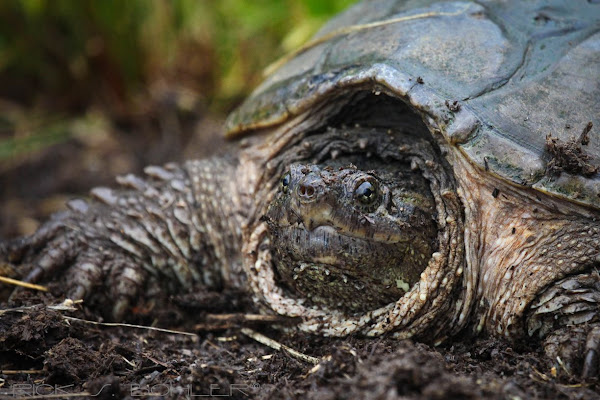 Common Snapping Turtle | Project Noah