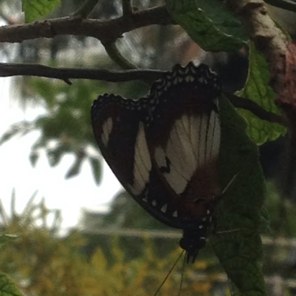 Danaid Butterfly Male | Project Noah