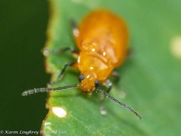 Golden flea beetle | Project Noah