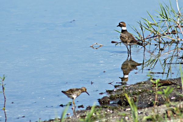 Killdeer and Solitary Sandpiper | Project Noah