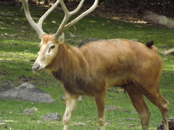 Père David's Deer | Project Noah