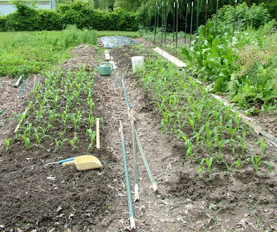 Two for the Price of One? Transplanting Corn - The CobraHead Blog