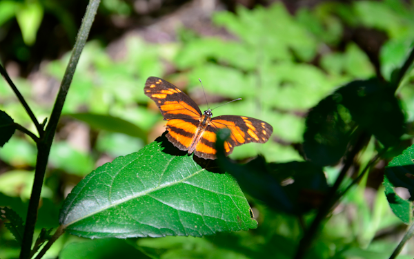 Longwing crescent | Project Noah