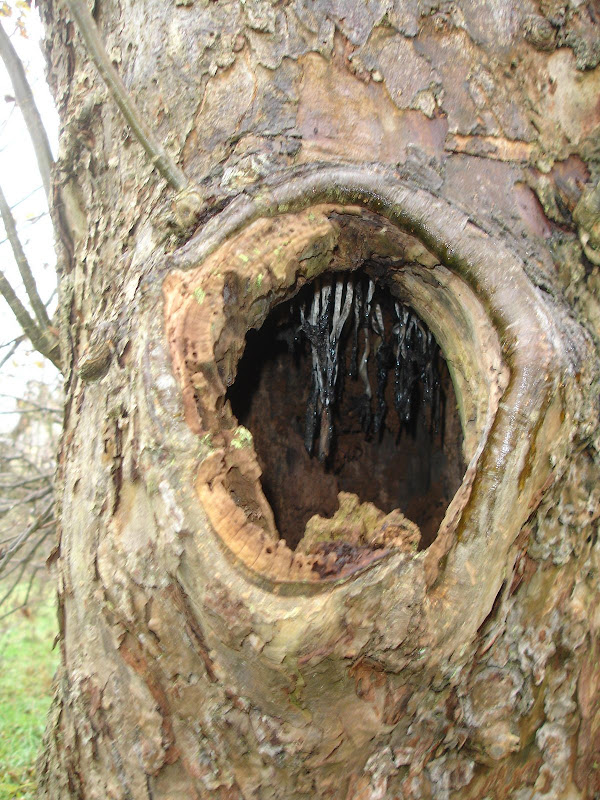 Restoring traditional orchards in Gloucestershire: Rot holes and ...