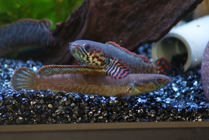 Ice Fire Snakeheads | Fish Forum