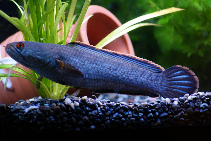 Royal Blue Snakehead Latin Name? | Fish Forum
