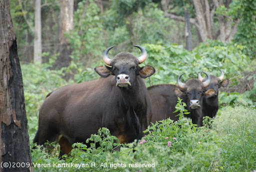 Varun's Photography Blog: Great Indian Gaurs