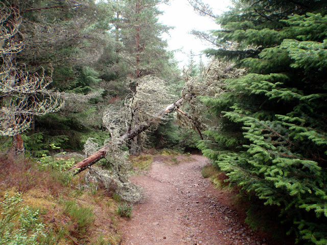 Walk Report - Fyrish Monument, near Alness (Cnoc Fyrish) • Walkhighlands