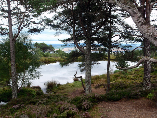 Walk Report - Fyrish Monument, near Alness (Cnoc Fyrish) • Walkhighlands