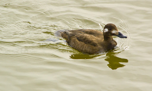 Massachusetts USA, salt water ducks, loon | BirdForum