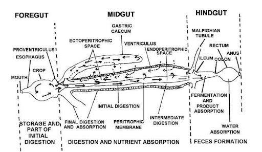 Schematic Diagram Of Digestive System An Insect Circuit Diagram