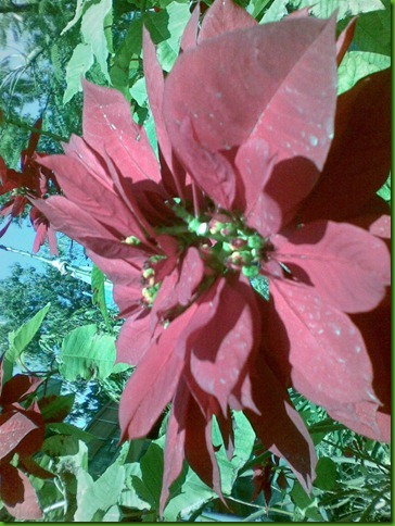 Nepali Photos - explore beautiful photographs from Nepal: Flowers of ...