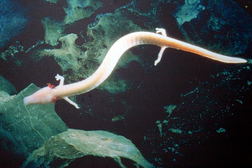 Macarát Jeskynní | PictureBlog