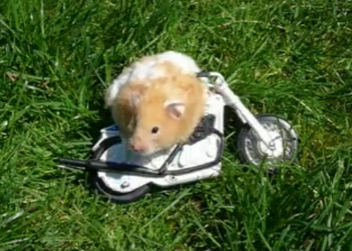 4eVa tEEnS: Video: Hamster Rides Motorcycle