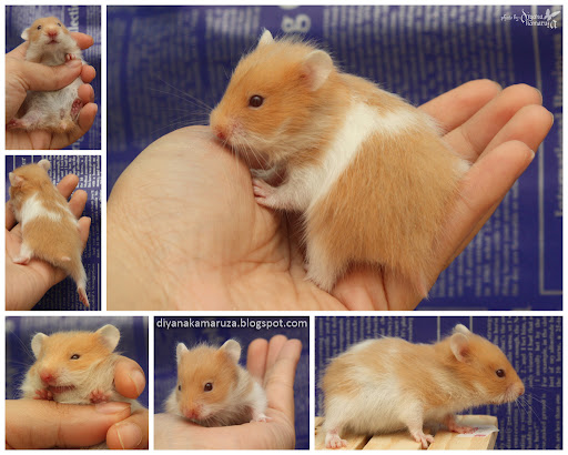 Diyana's Pets: SOLD: New Born Baby Hamsters