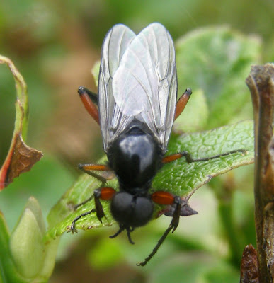 Heather Flies - Life and Opinions - Life and Opinions