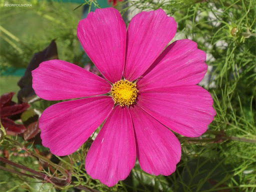 Porque nem tudo é trabalho ...: Flower power