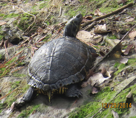 Yellow-bellied slider turtles | Project Noah