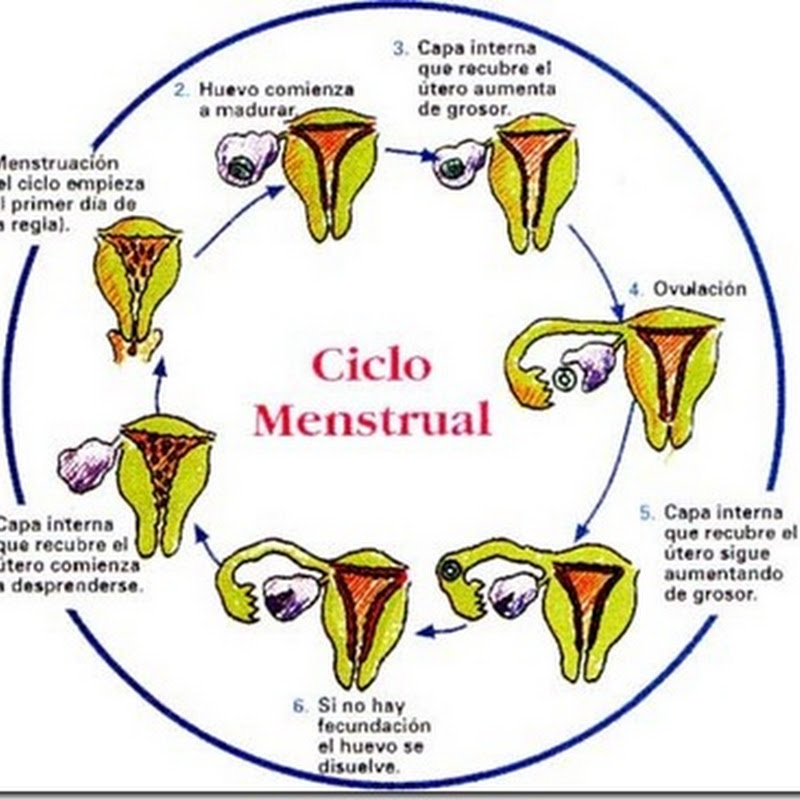 Ciclo Menstrual Definicion Wikipedia