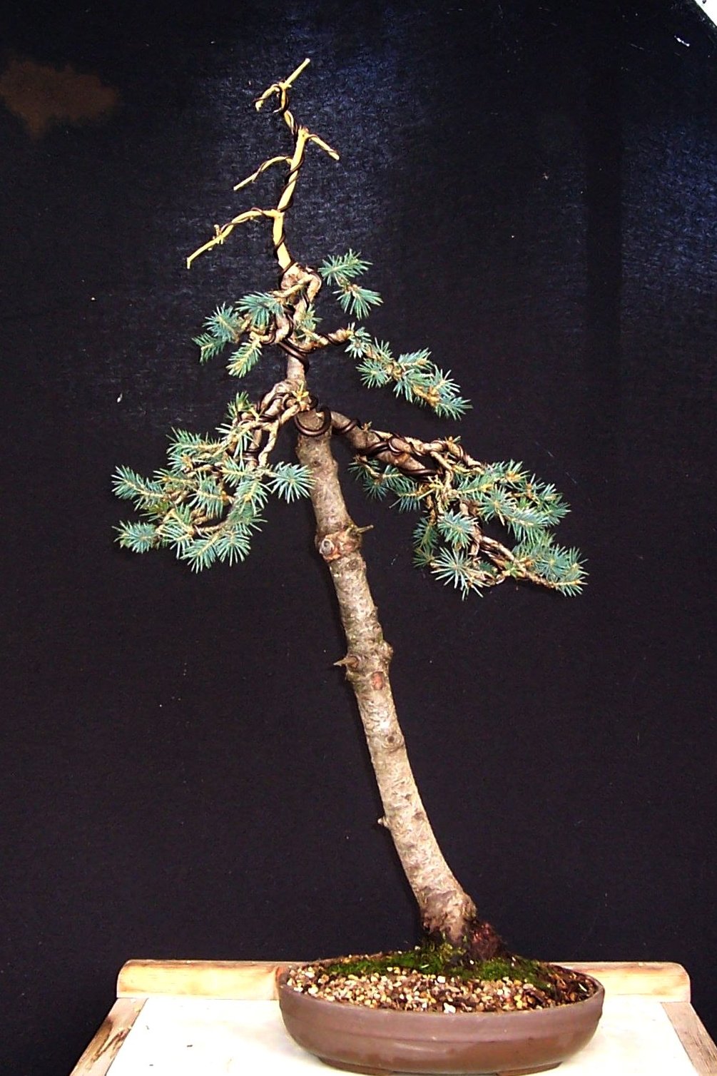 MiKo Bonsai: Wee Trees Literati competition