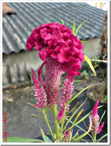 Tanaman Obat Jengger Ayam ( Celosia cristata L.)