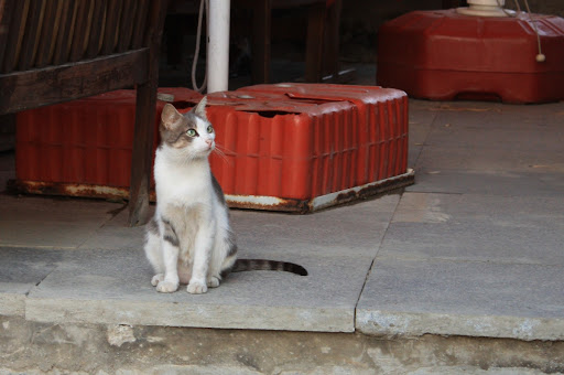 gezen bezgin: istanbul ve kedileri...