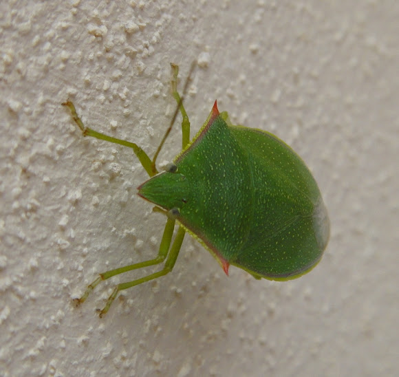 Spined Green Stink Bug | Project Noah